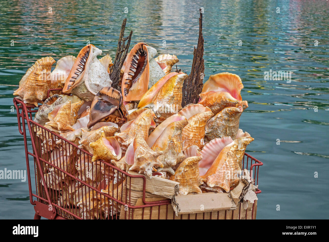 Conch shells st georges grenada -Fotos und -Bildmaterial in hoher ...