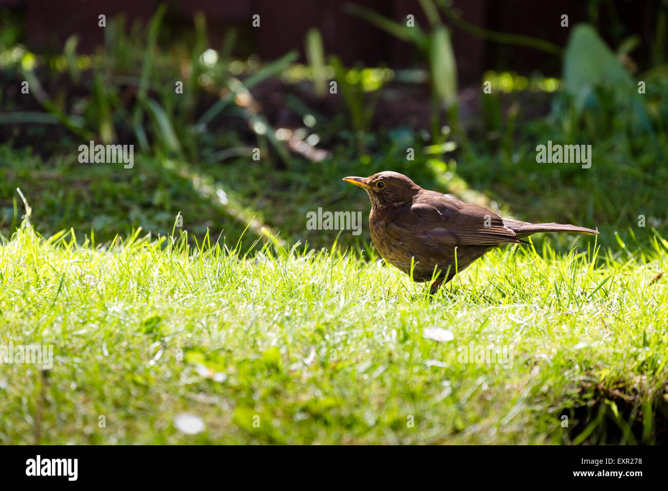 Weibliche amseln -Fotos und -Bildmaterial in hoher Auflösung – Alamy