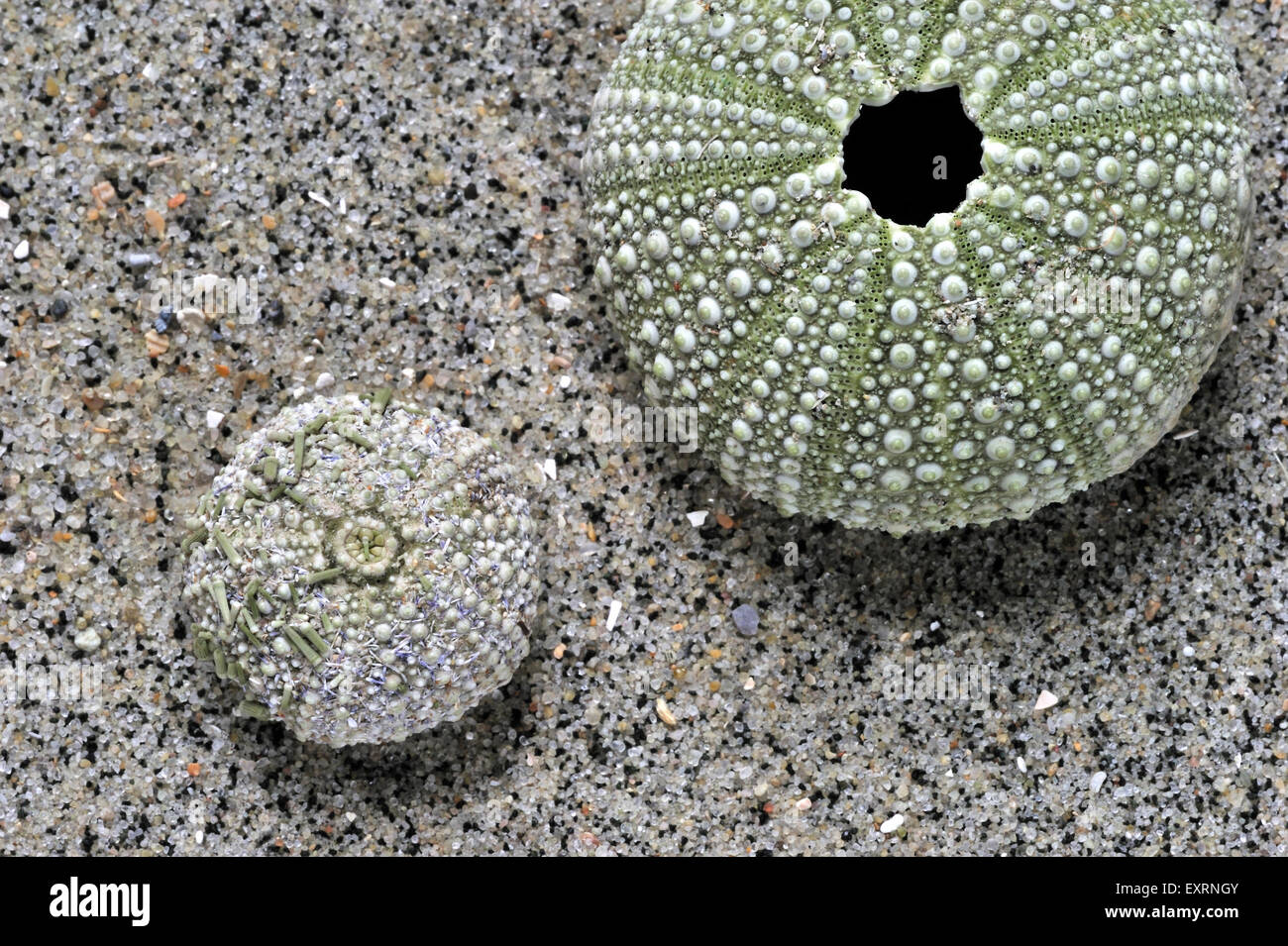 Grüner seeigel -Fotos und -Bildmaterial in hoher Auflösung – Alamy
