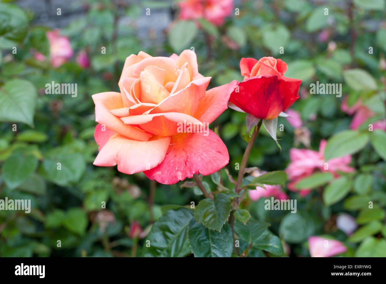Kultivierte rosen -Fotos und -Bildmaterial in hoher Auflösung – Alamy