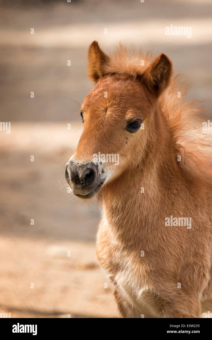 Pferdeschwanz familie -Fotos und -Bildmaterial in hoher Auflösung – Alamy
