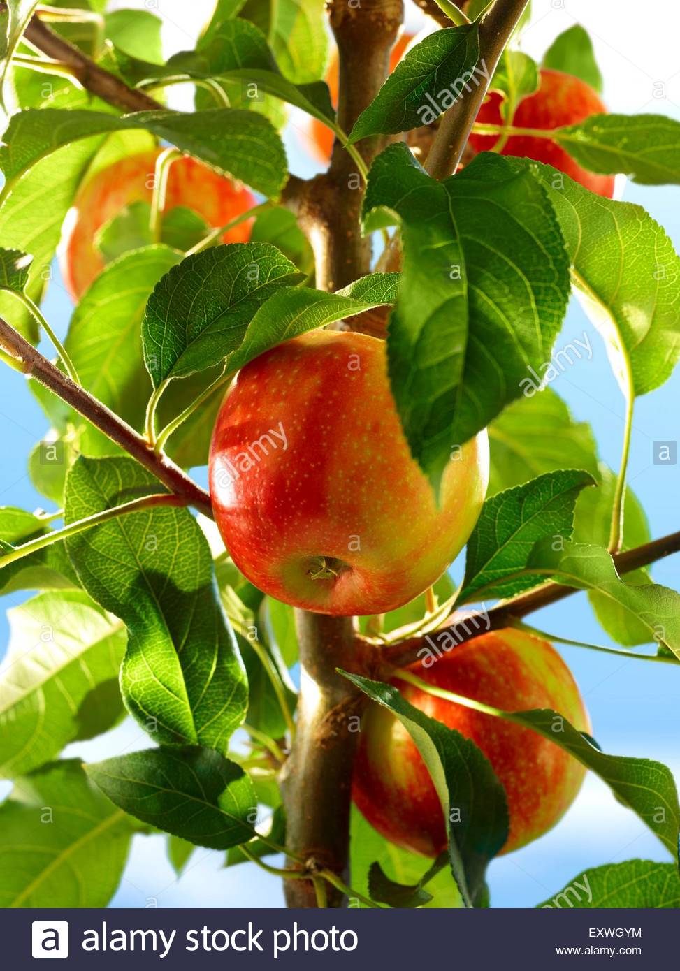 Äpfel Am Baum Stockfotos & Äpfel Am Baum Bilder - Seite 2 - Alamy