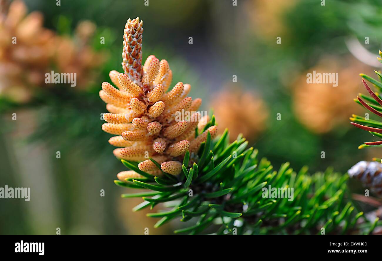 Zweig ast Stockfotos und -bilder Kaufen - Alamy