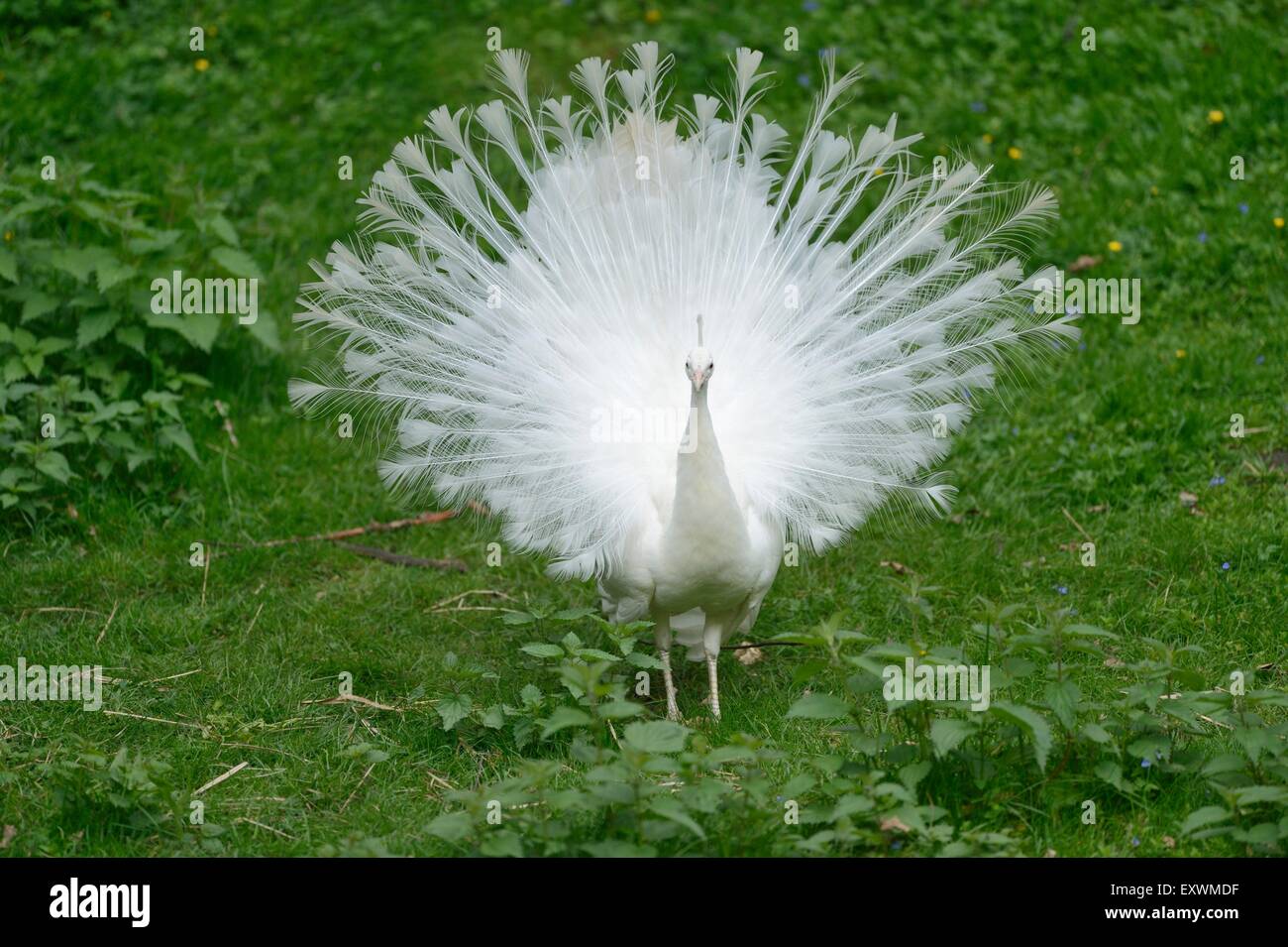 Albino indische Pfau Stockfotografie - Alamy