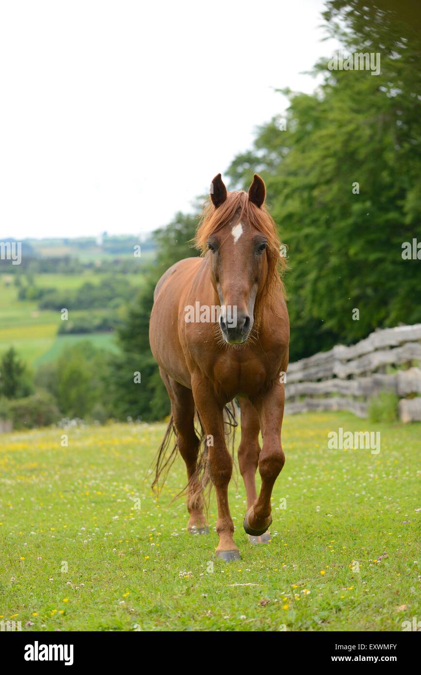 Auf der wiese liegt ein pferd Stockfotos und -bilder Kaufen - Alamy
