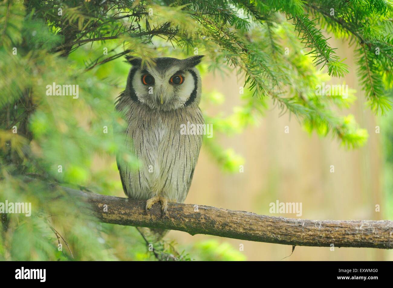 Zweig natur -Fotos und -Bildmaterial in hoher Auflösung – Alamy