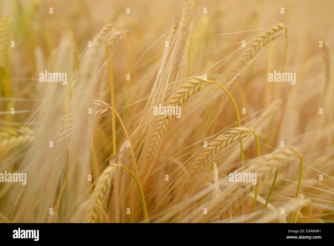 Gerste feld -Fotos und -Bildmaterial in hoher Auflösung – Alamy