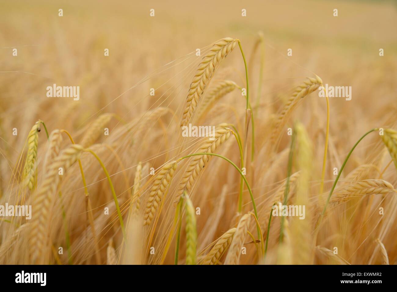 Gerstenpflanzen aus nächster nähe -Fotos und -Bildmaterial in hoher ...