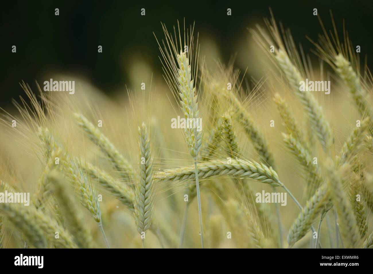 Gerste feld -Fotos und -Bildmaterial in hoher Auflösung – Alamy