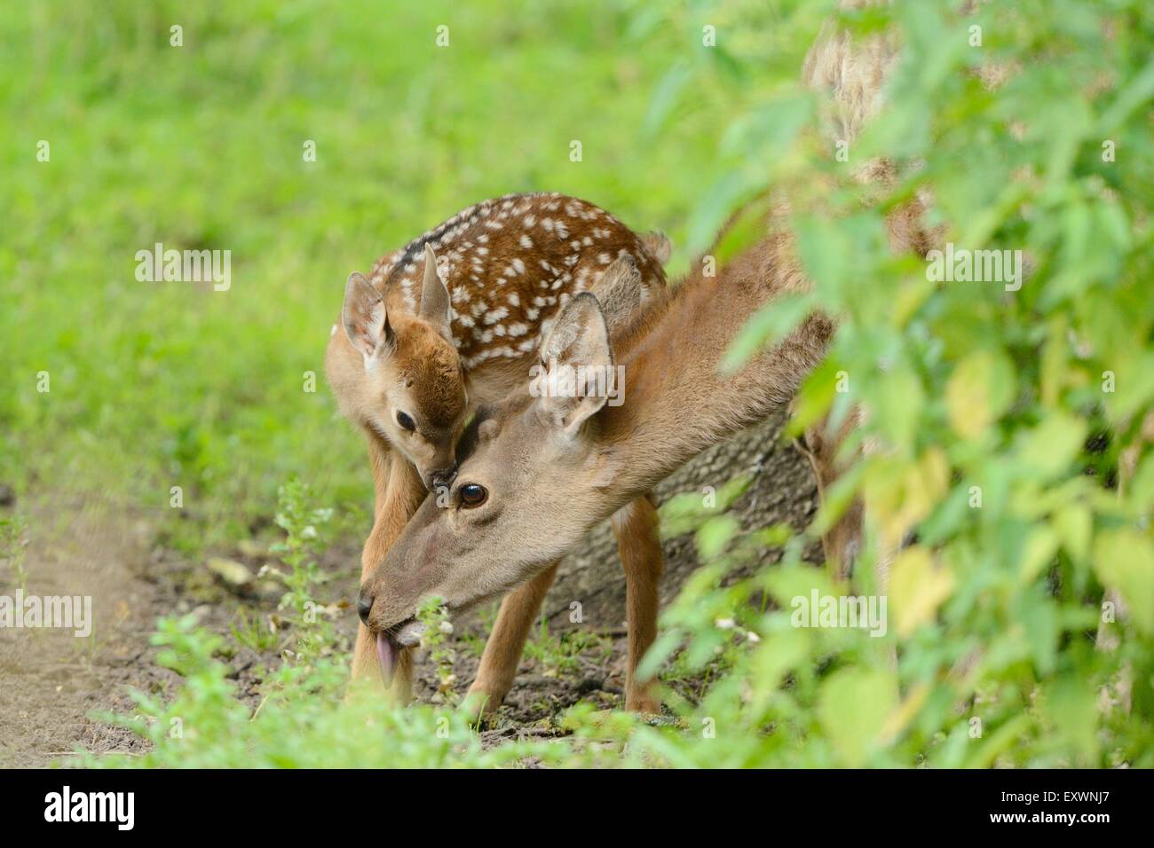 Kitz mit mutter -Fotos und -Bildmaterial in hoher Auflösung – Alamy