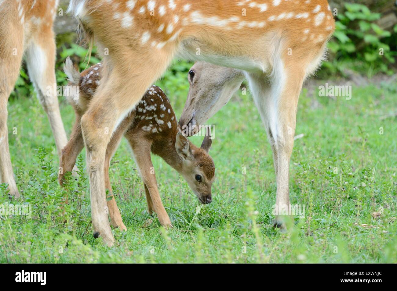 Mutter rehkitz -Fotos und -Bildmaterial in hoher Auflösung – Alamy