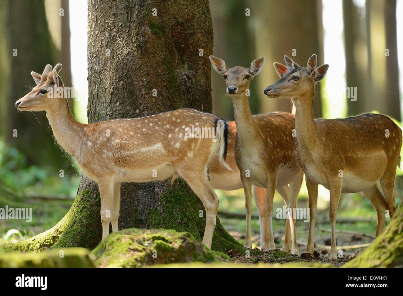 Group Four Fallow Deer Dama Stockfotos & Group Four Fallow Deer Dama ...