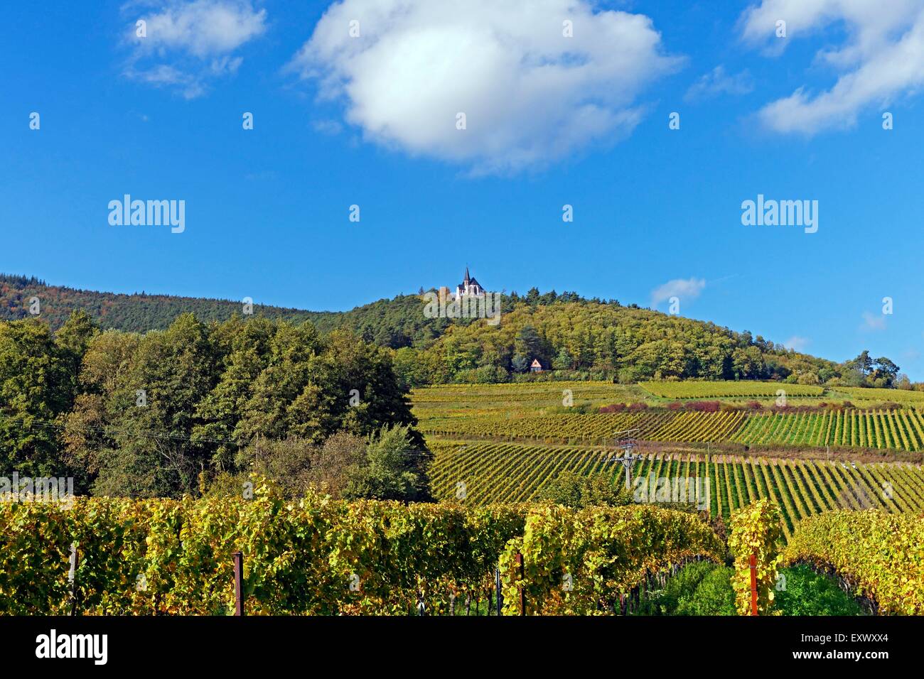 Weinreben und St.-Anna-Kapelle, Burrweiler, Rheinland-Pfalz ...