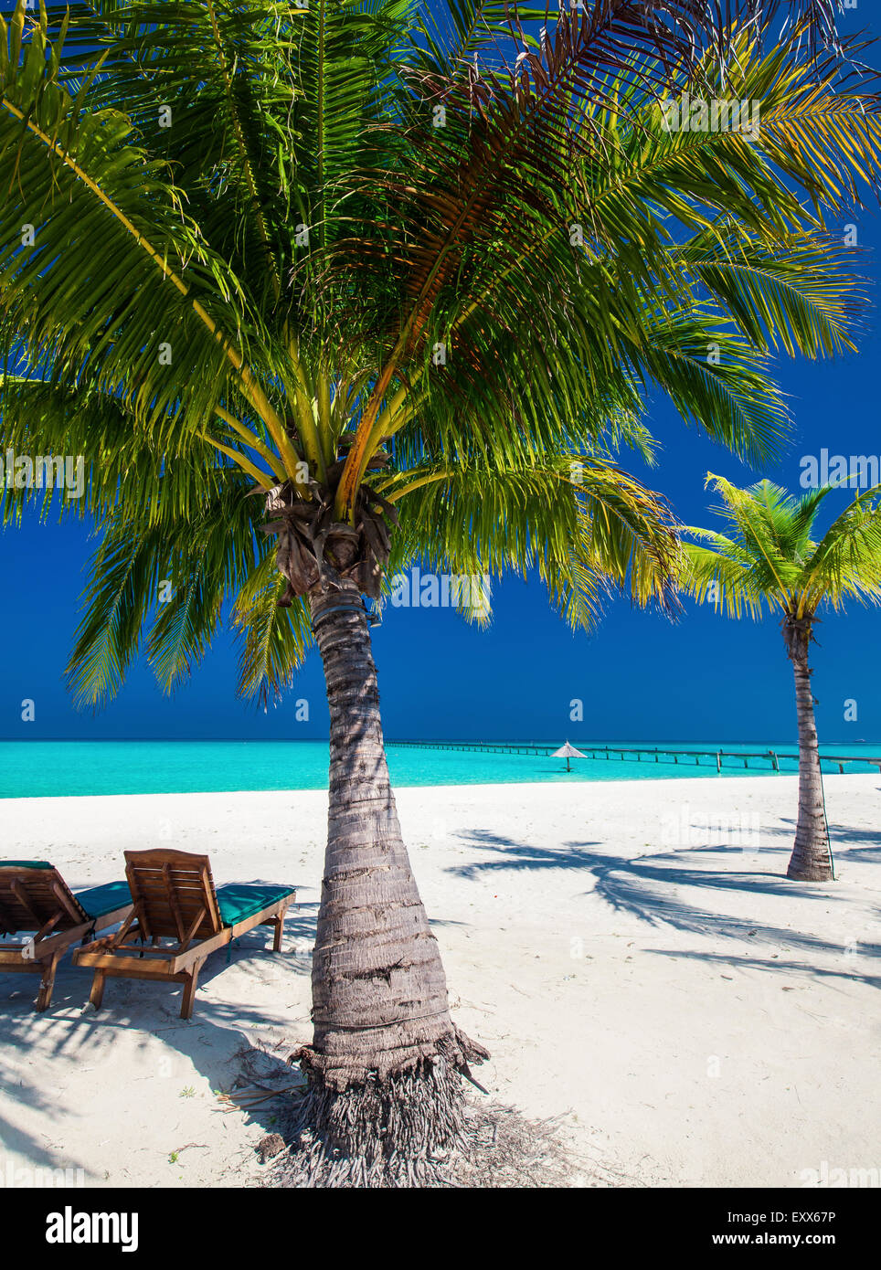 Liegestühle unter Umrellas und Palmen Bäume an einem tropischen Strand ...
