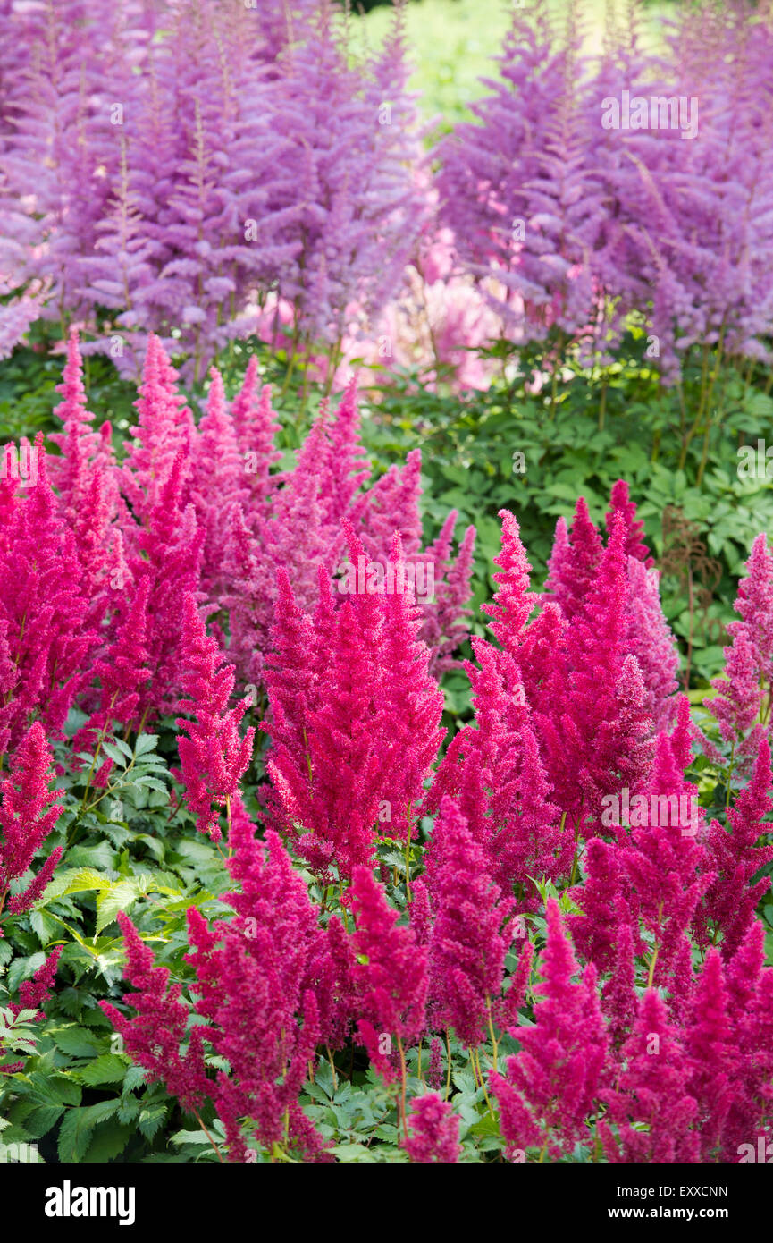 Astilbe x -Fotos und -Bildmaterial in hoher Auflösung – Alamy