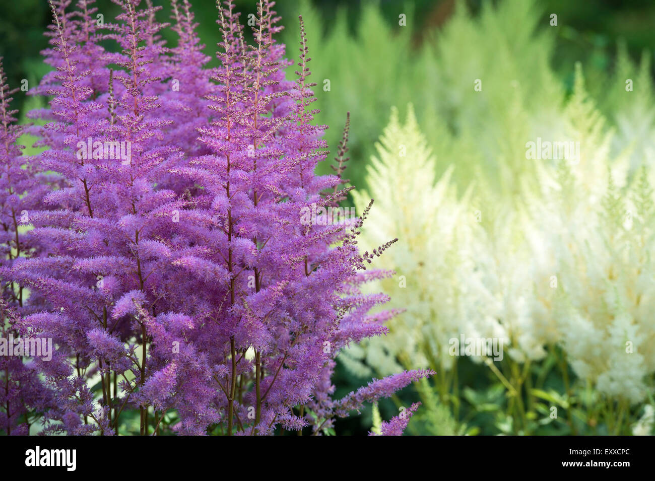 Astilbe x arendsii amethyst flower -Fotos und -Bildmaterial in hoher ...
