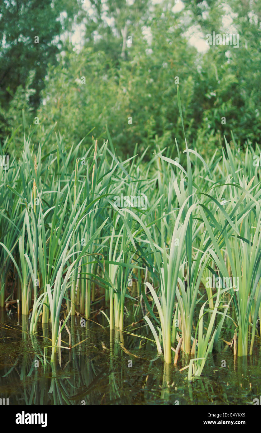 Sedge grass -Fotos und -Bildmaterial in hoher Auflösung – Alamy