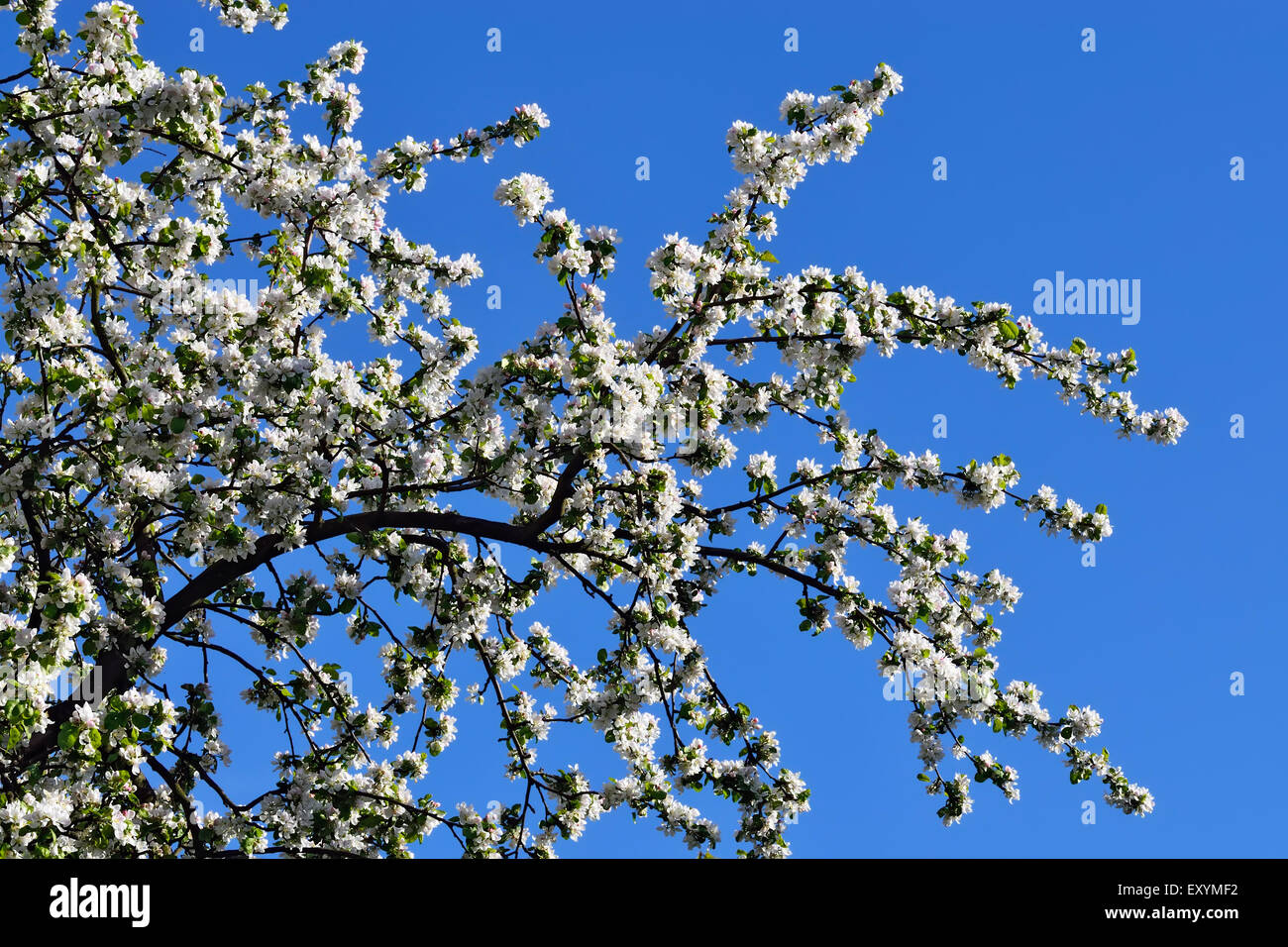 Apfelbaum malus communis -Fotos und -Bildmaterial in hoher Auflösung ...