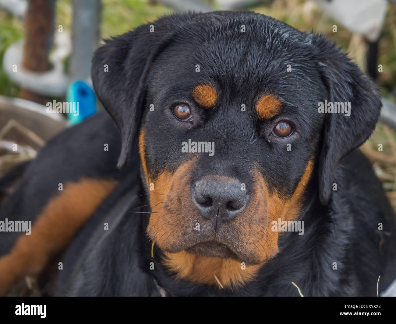 Rottweiler Puppy Stockfotos und -bilder Kaufen - Alamy