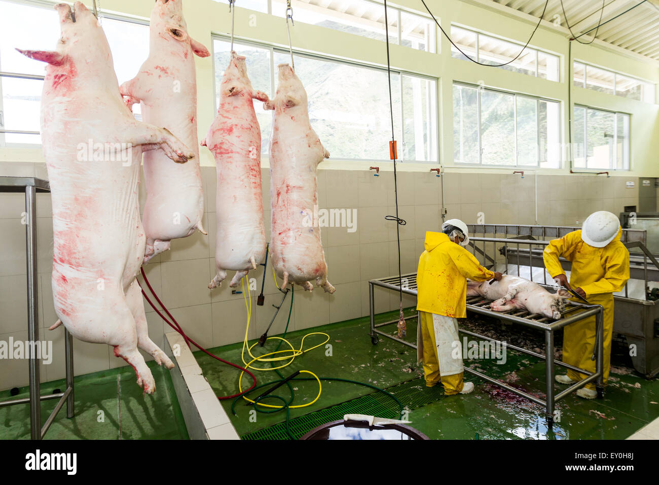 Slaughterhouse meat production -Fotos und -Bildmaterial in hoher ...