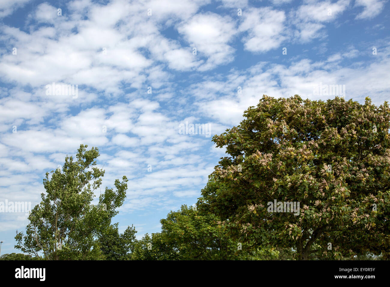 Altocumulus wolken -Fotos und -Bildmaterial in hoher Auflösung – Alamy