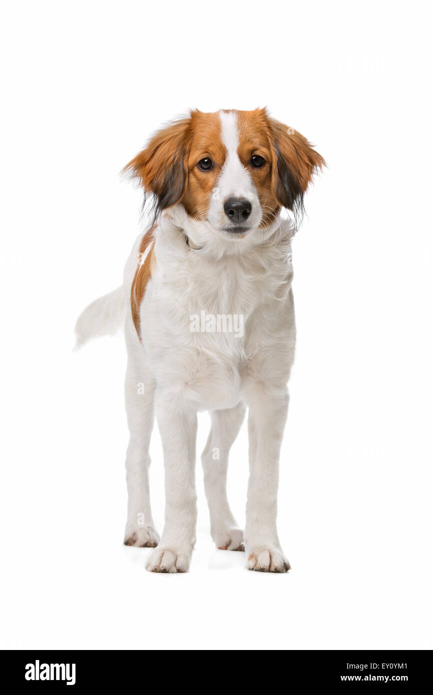 Dutch kooikerhondje -Fotos und -Bildmaterial in hoher Auflösung – Alamy