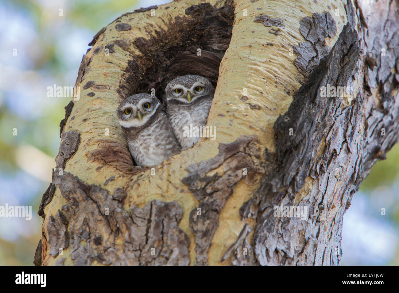 Asiatische eulen -Fotos und -Bildmaterial in hoher Auflösung – Alamy