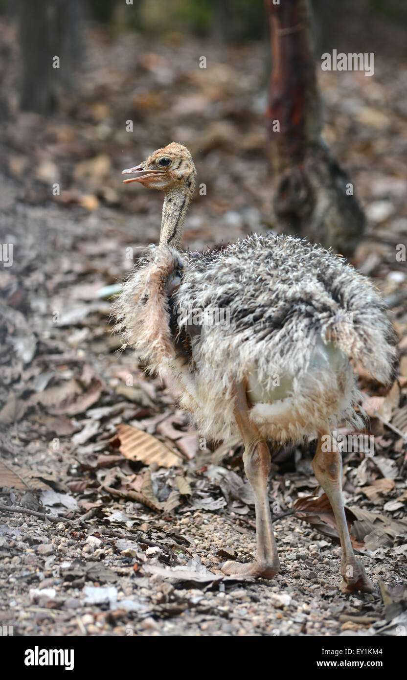 Vogelbeobachtung in einem zoo Stockfotos und -bilder Kaufen - Alamy