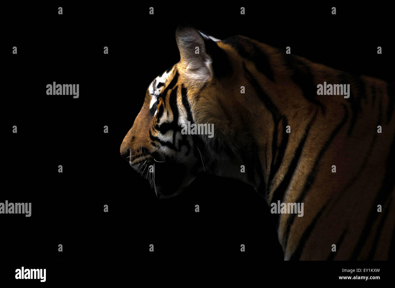 Tiger schatten -Fotos und -Bildmaterial in hoher Auflösung – Alamy