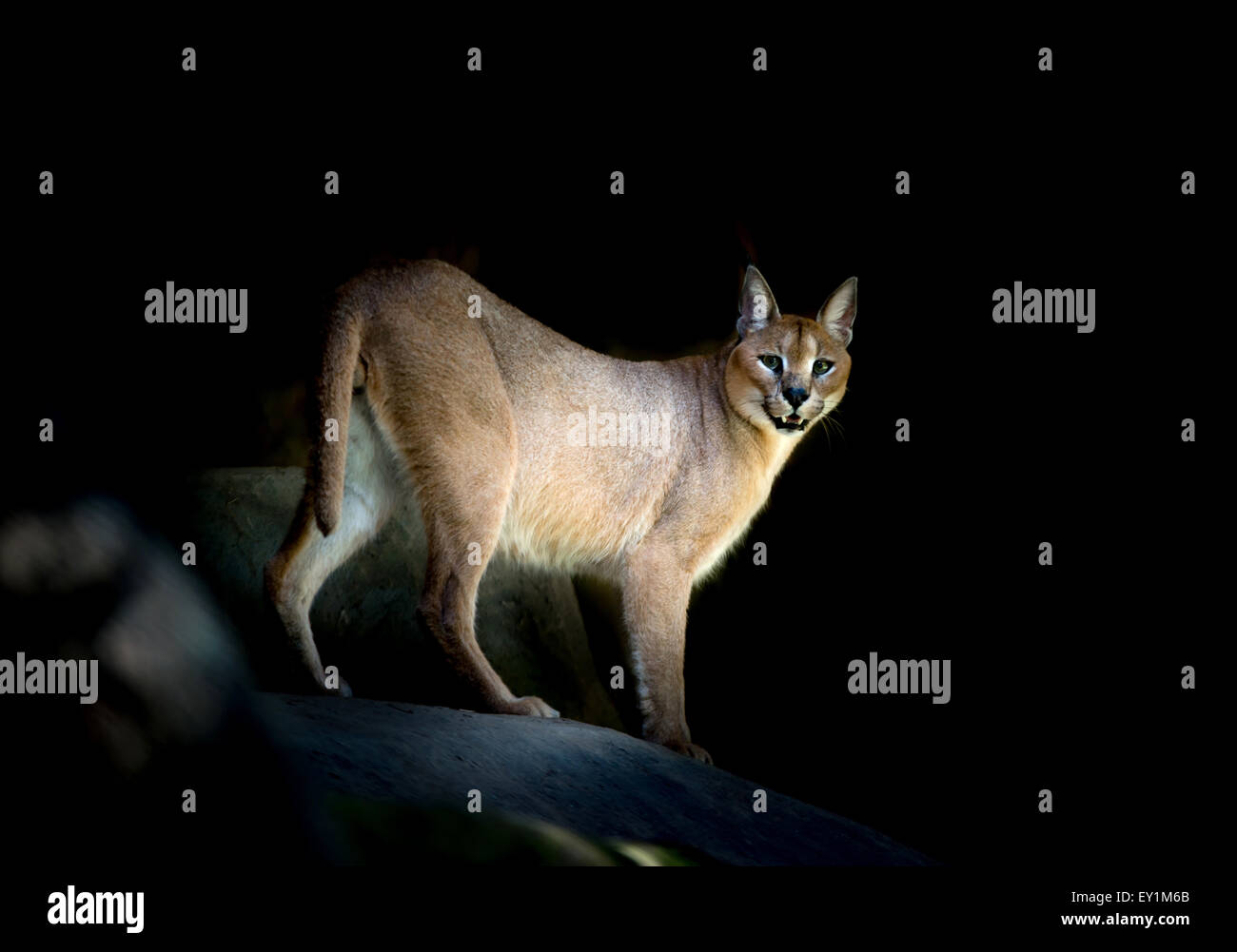 Caracal der zoo -Fotos und -Bildmaterial in hoher Auflösung – Alamy