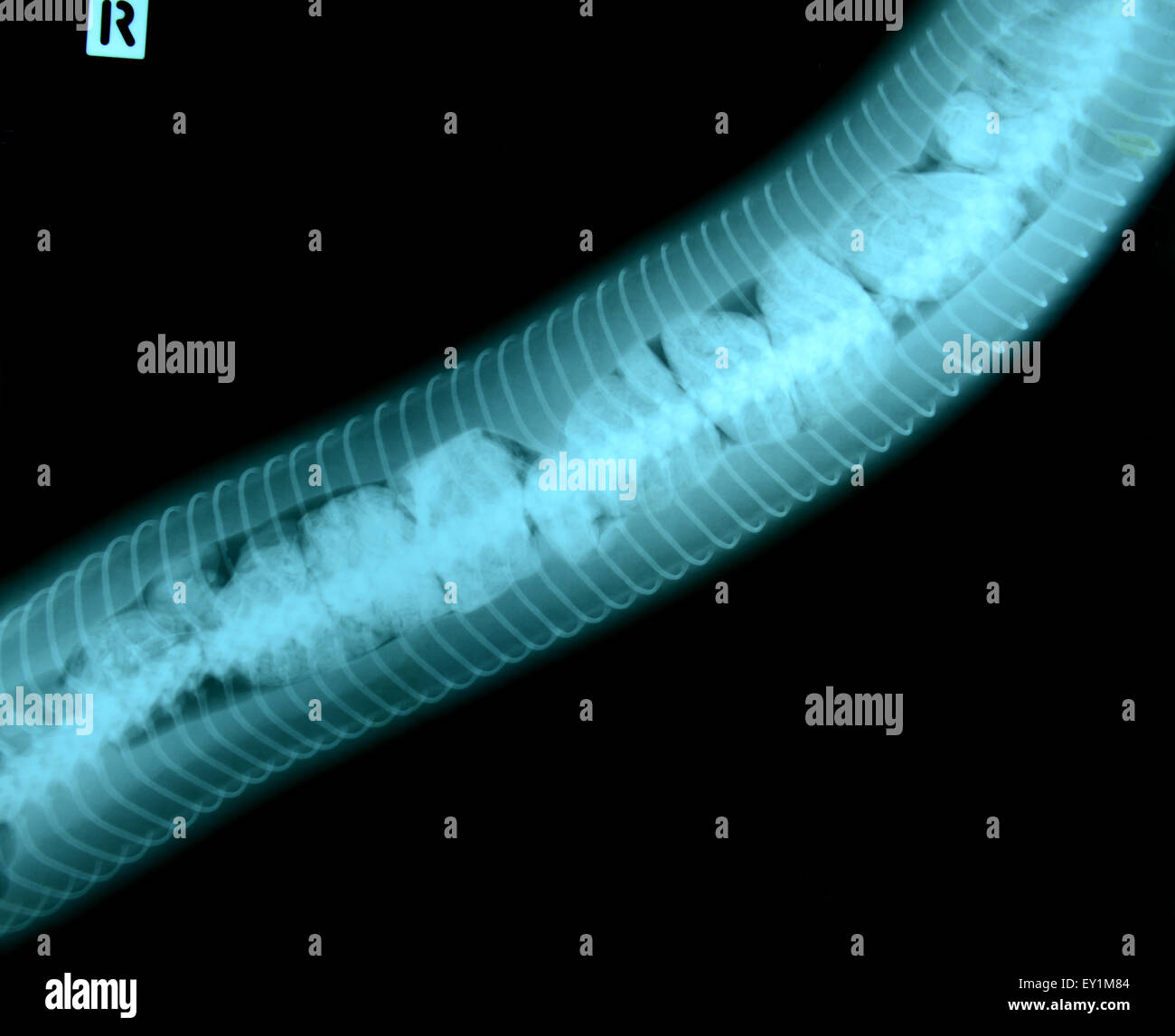 Snake skeletons x ray Stockfotos und -bilder Kaufen - Alamy