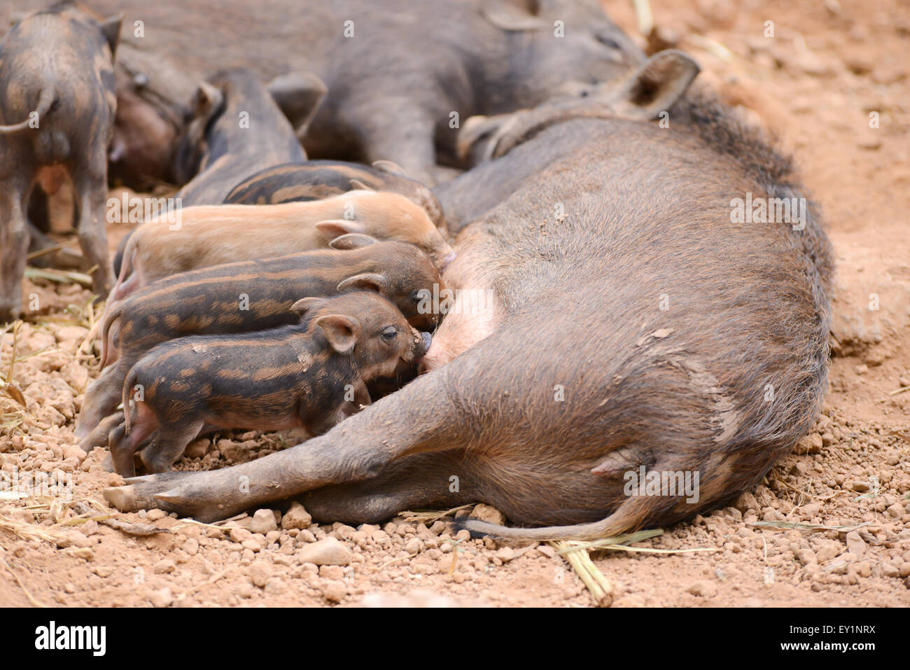 Wildschwein fütterung -Fotos und -Bildmaterial in hoher Auflösung – Alamy