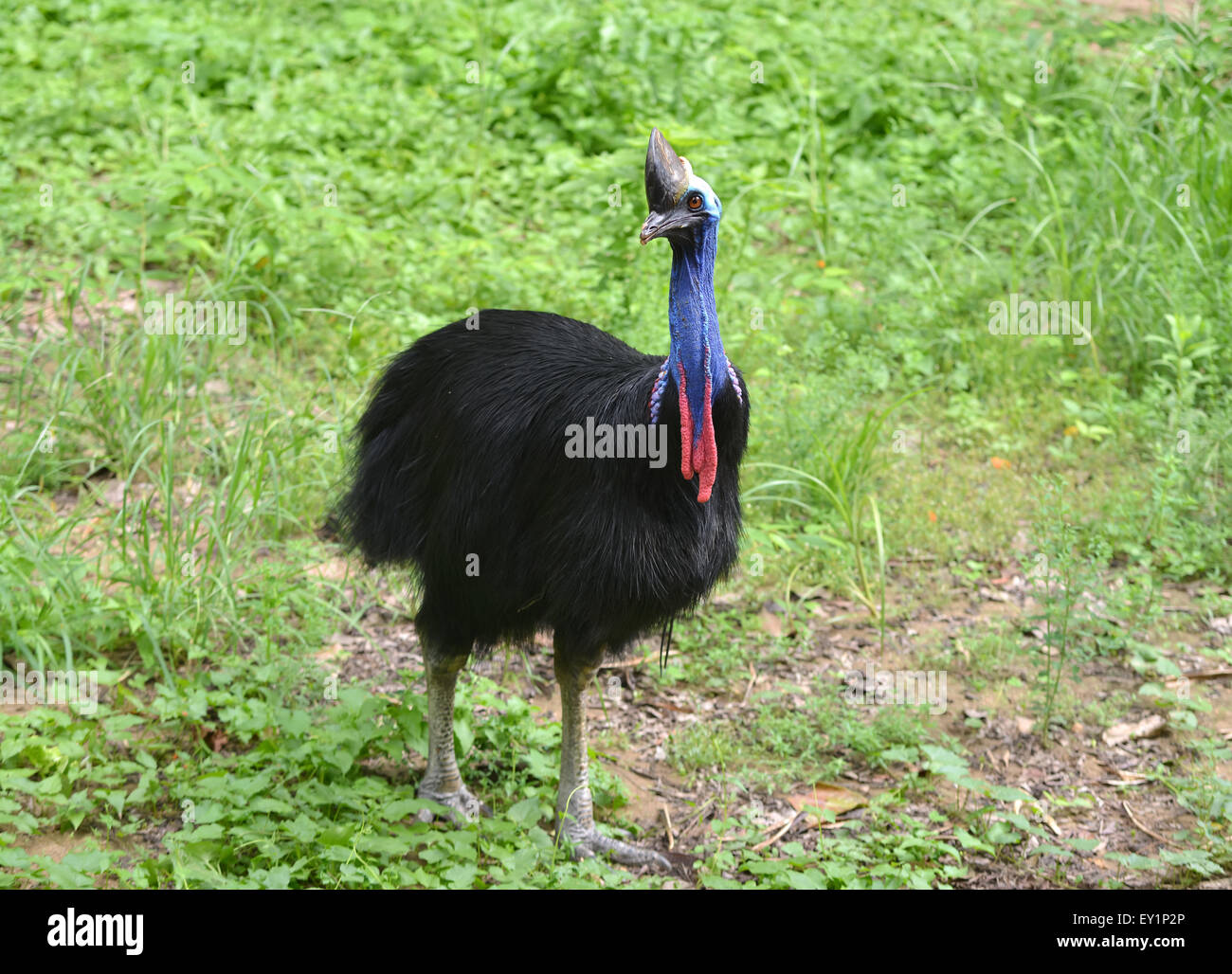 Casuarius casuarius australisch -Fotos und -Bildmaterial in hoher ...