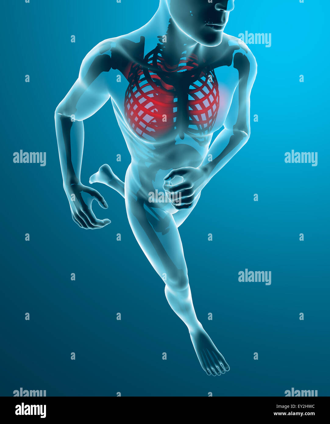 Menschliche rippen -Fotos und -Bildmaterial in hoher Auflösung – Alamy