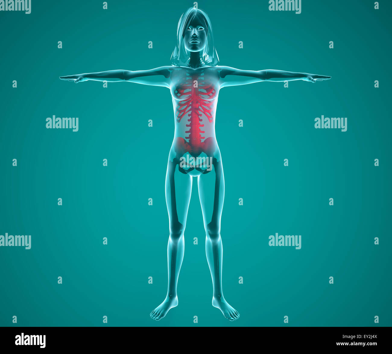 Menschliche rippen -Fotos und -Bildmaterial in hoher Auflösung – Alamy