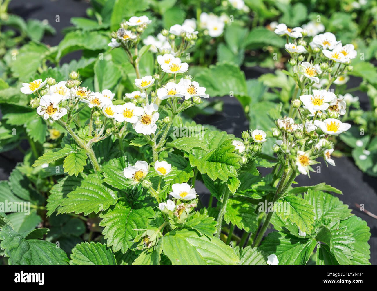 Strawberry bush -Fotos und -Bildmaterial in hoher Auflösung – Alamy