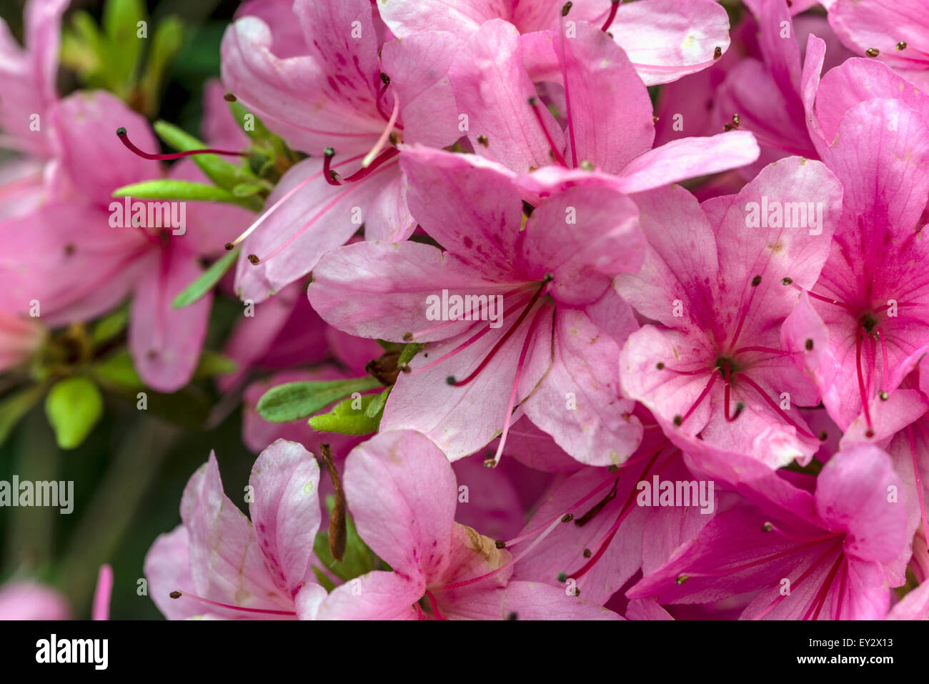 Rosa Azalee Rhododendron Stockfotos und -bilder Kaufen - Alamy