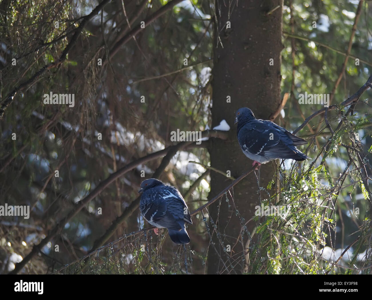 Kragen tauben -Fotos und -Bildmaterial in hoher Auflösung – Alamy