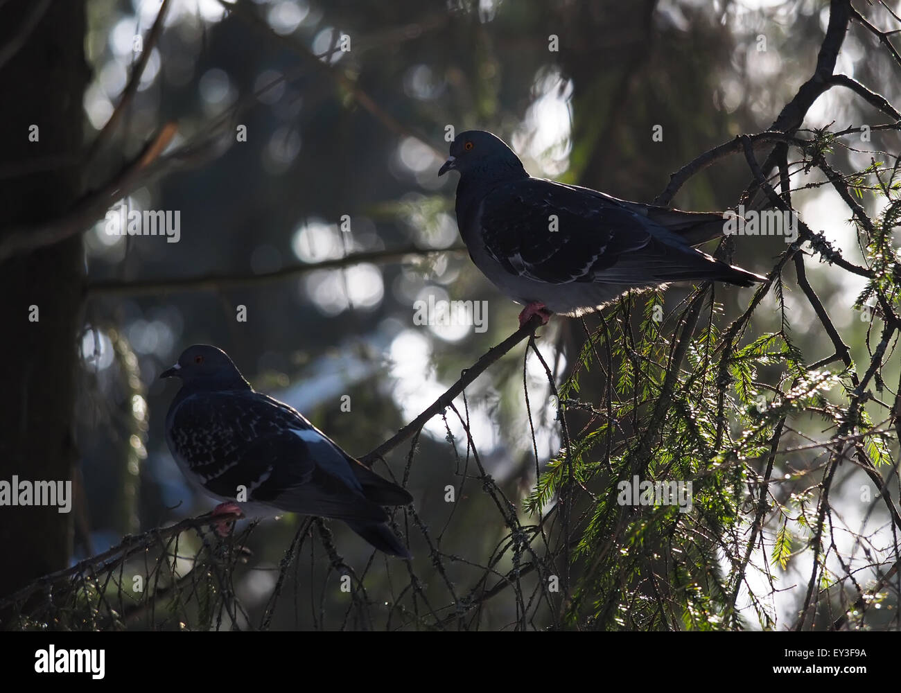 Tauben auf Tannen Ast im Wald Stockfotografie - Alamy