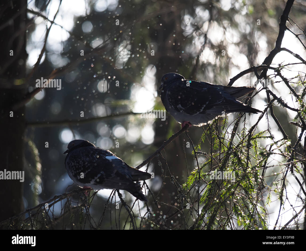 Kragen tauben -Fotos und -Bildmaterial in hoher Auflösung – Alamy