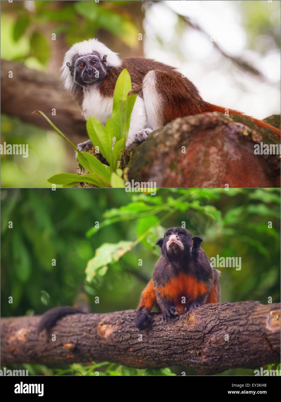 Collage aus kleinen Affen sitzen auf einem Baum. Weißlippen-Tamarin ...