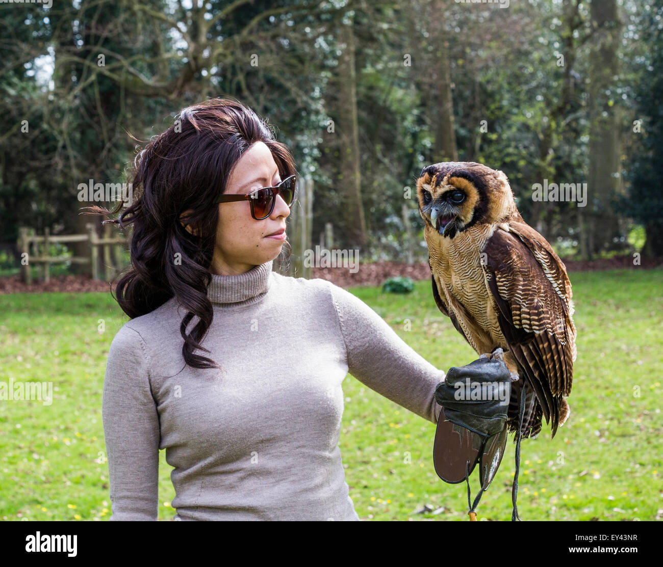 Asiatische braune Eule oder braun Holz Eule (Strix Leptogrammica), die ...