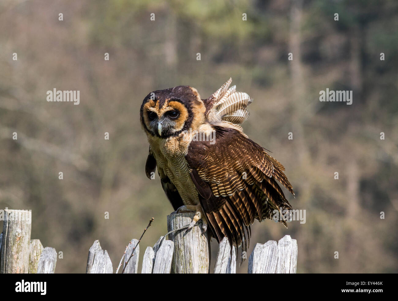 Ohrenlose eule -Fotos und -Bildmaterial in hoher Auflösung – Alamy