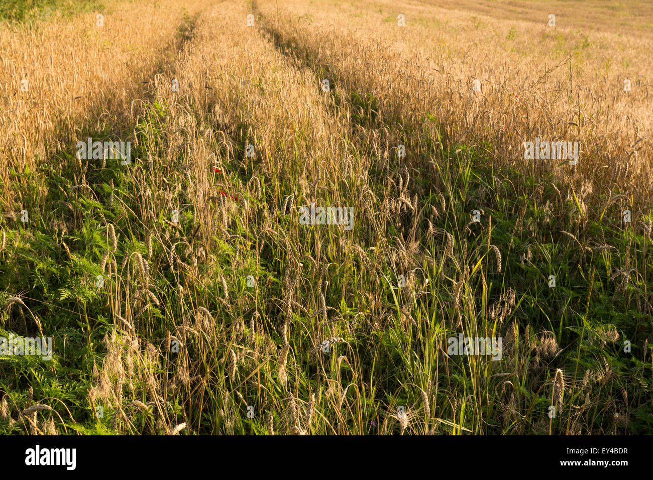 Weizenfeld draufsicht -Fotos und -Bildmaterial in hoher Auflösung – Alamy
