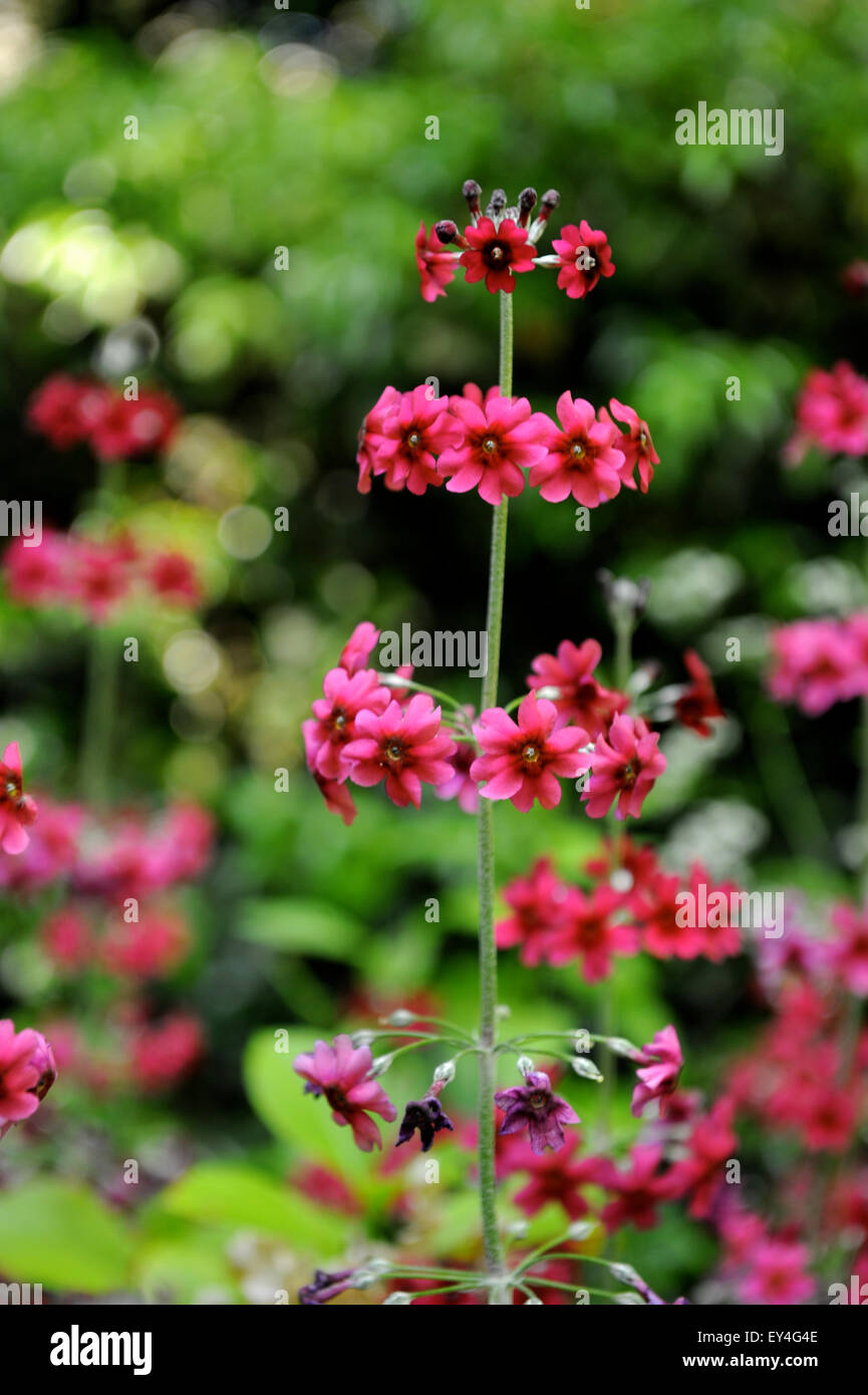 Japanischer waldprimel -Fotos und -Bildmaterial in hoher Auflösung – Alamy