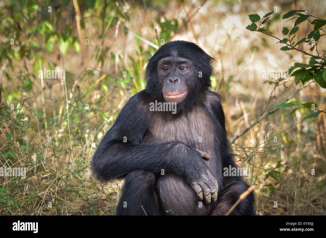 Bonobo Monkey Stockfotos und -bilder Kaufen - Alamy