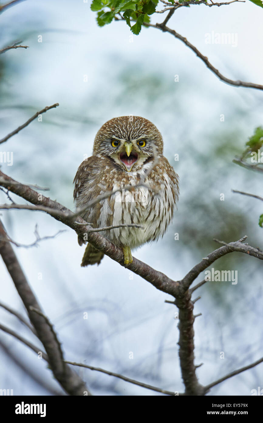 Austral Zwerg-Eule auf einem Ast - Torres del Paine NP Chile ...
