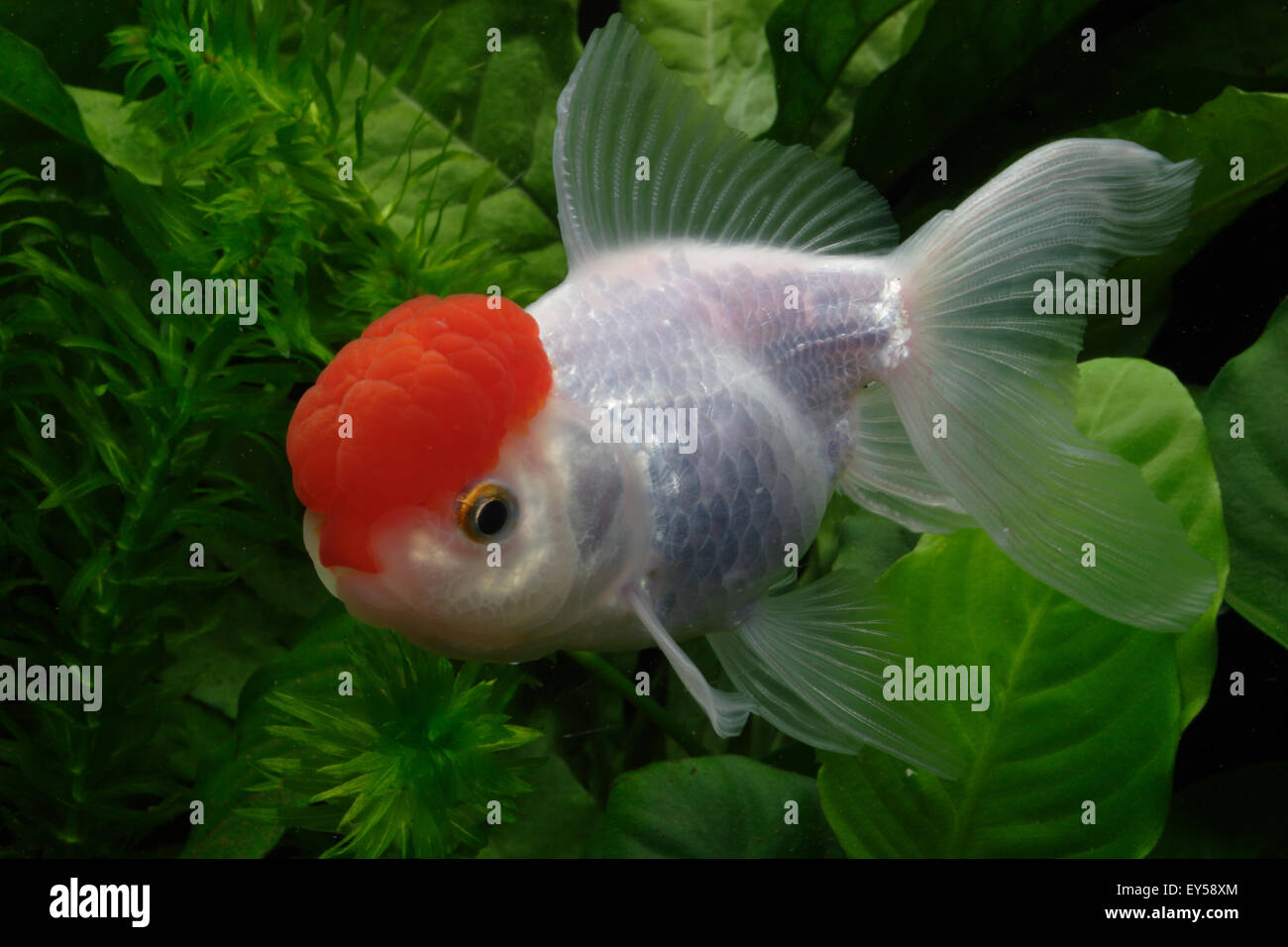 Red Cap Oranda Goldfische Stockfotografie - Alamy