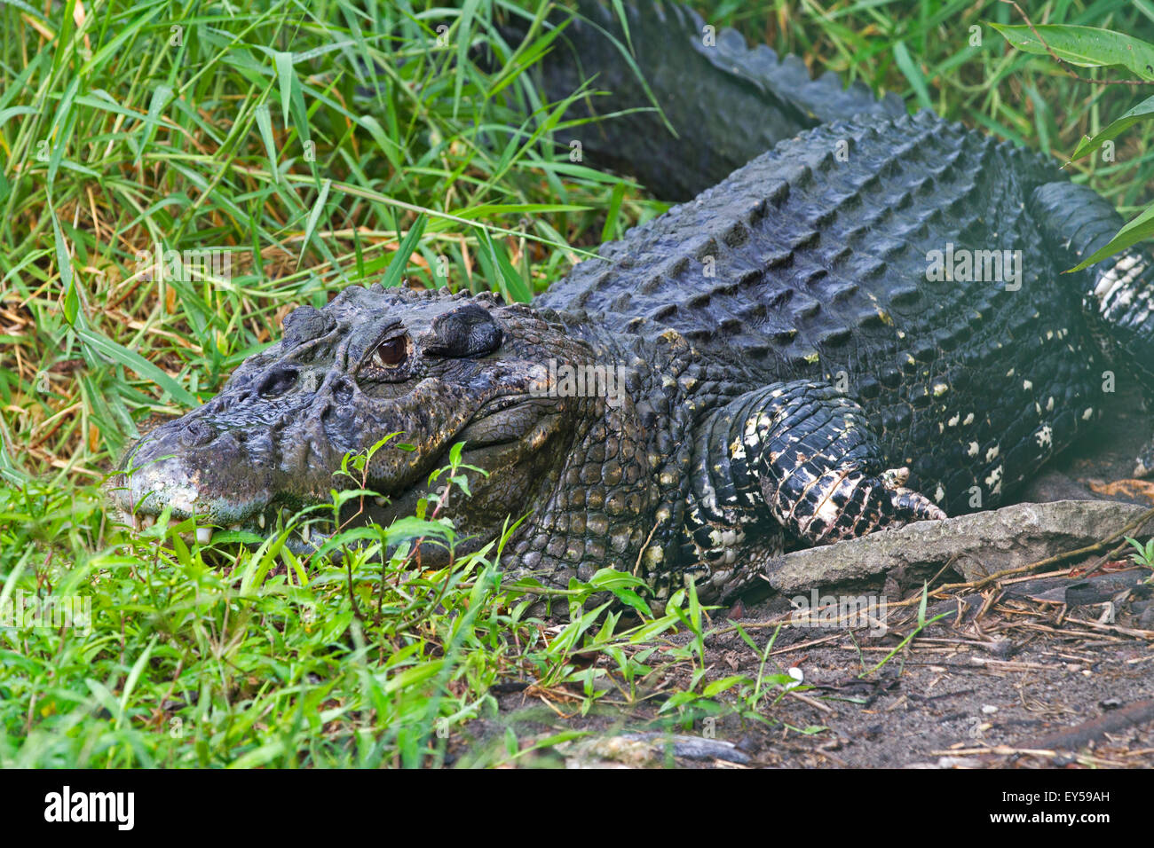 Schwarze Kaiman am Ufer des Flusses - Amazonas Brasilien ...
