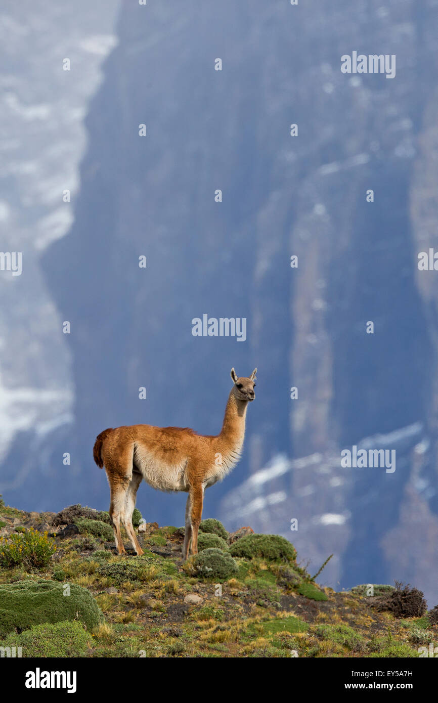Guanaco lama guanicoe in der steppe -Fotos und -Bildmaterial in hoher ...